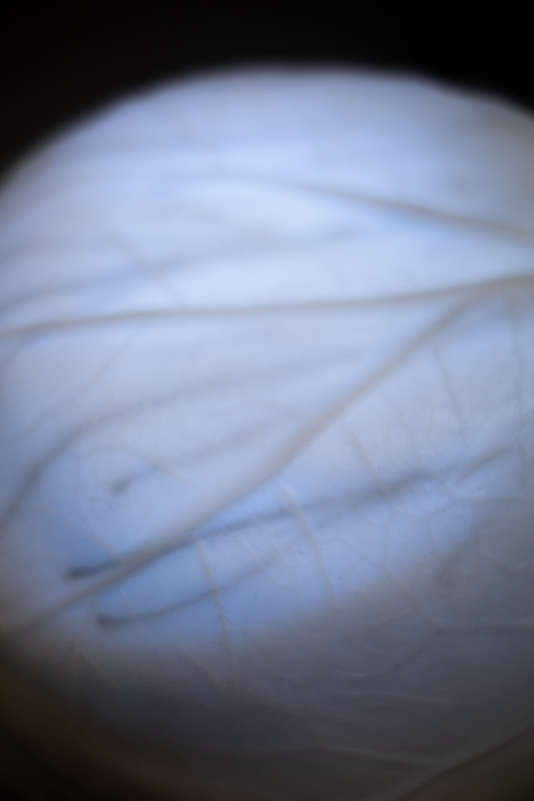 Bellies - Laura A Dima