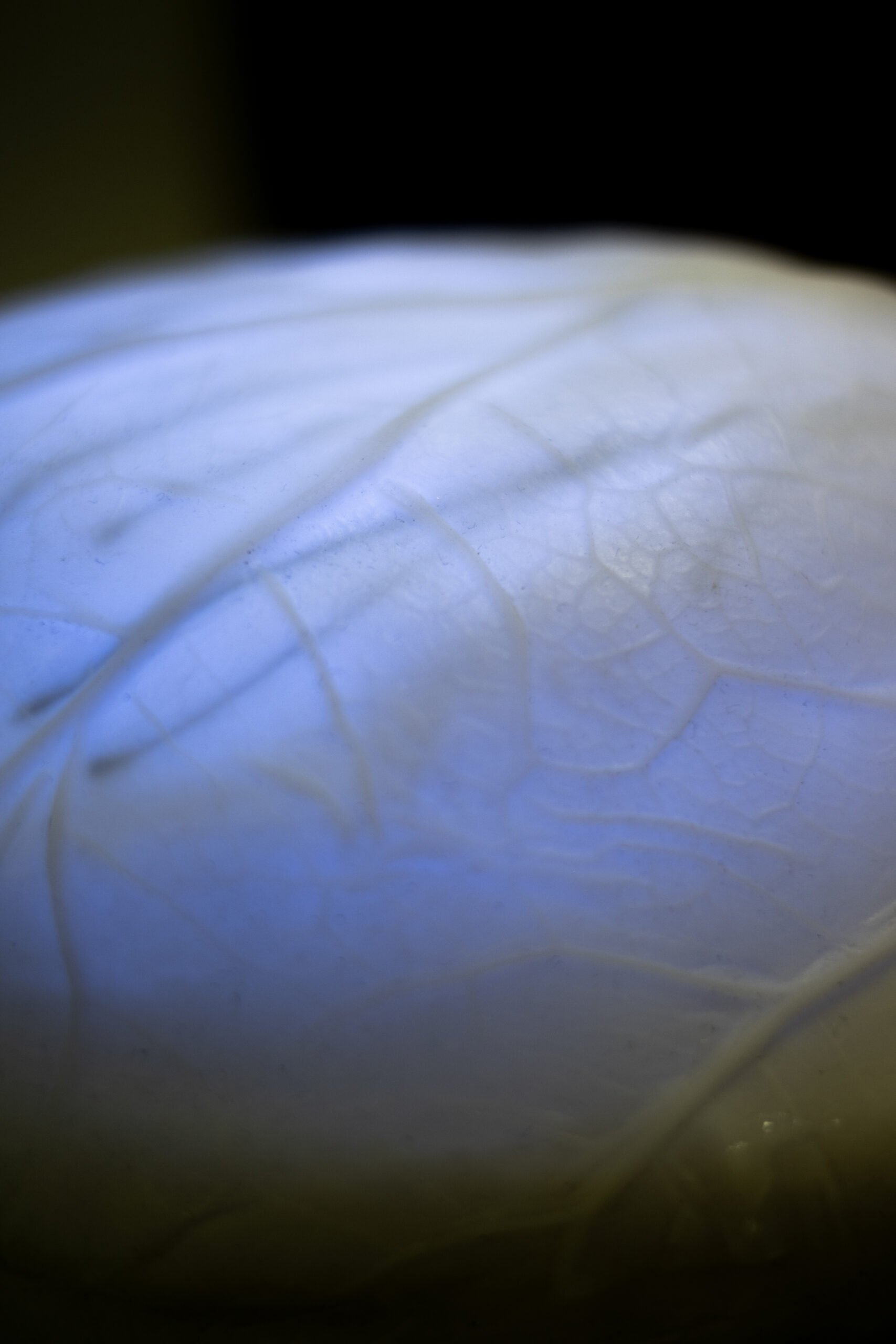 Bellies - Laura A Dima