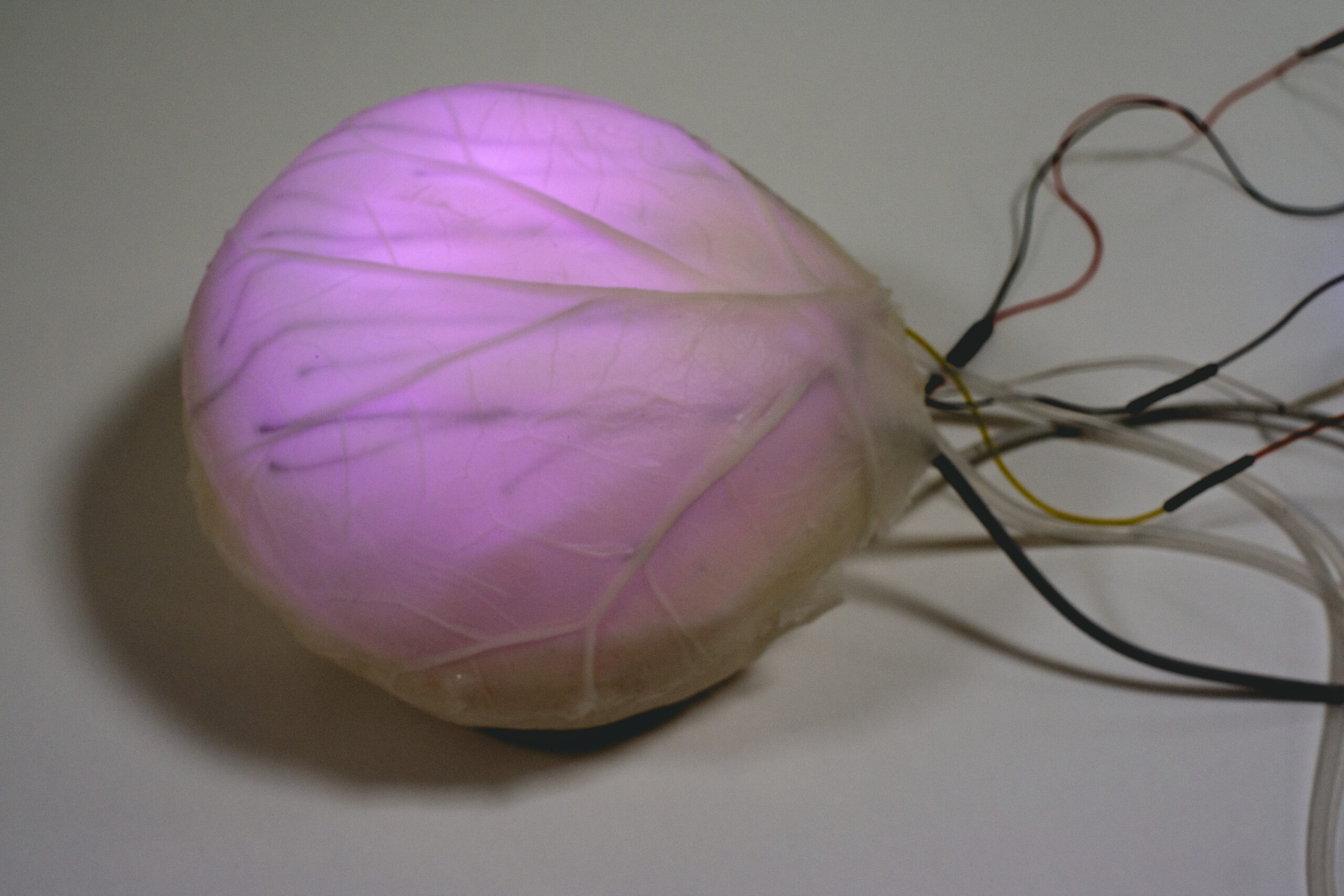 Bellies - Laura A Dima